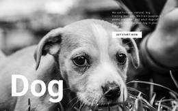 Dog and pets shelter - HTML Template by Nicepage